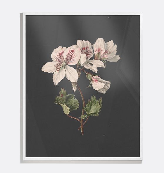 Flower Study I Framed Reproduction Wall Art Print | Rejuvenation
