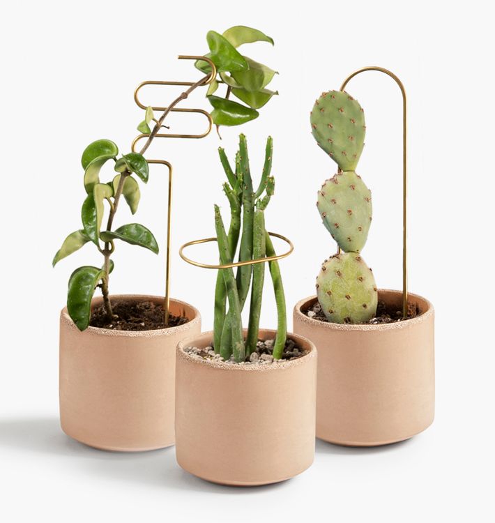 Brass Plant Sticks | Rejuvenation