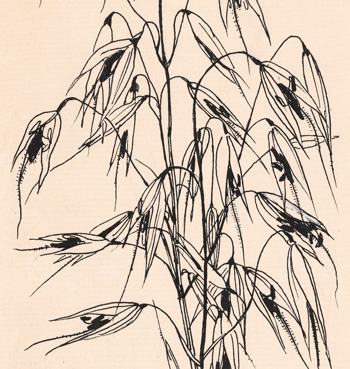 Haver Framed Reproduction Wall Art Print | Rejuvenation