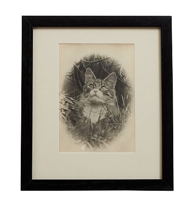 Vintage Cat Photo Print | Rejuvenation